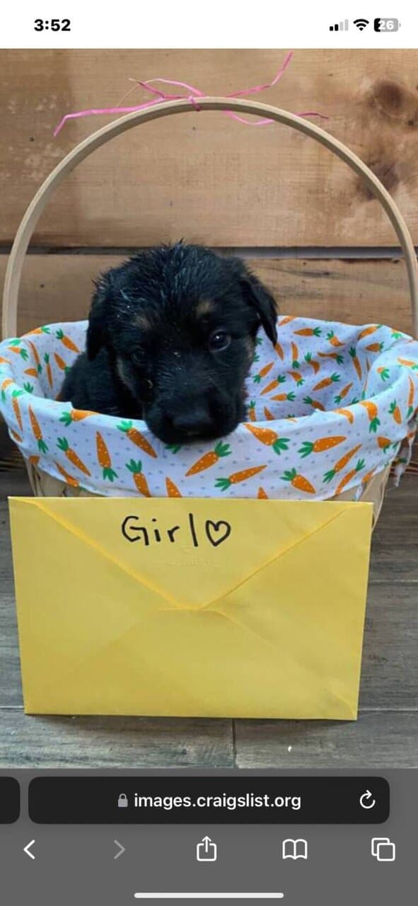 Want Ad Digest - Classified ads Buy or sell Puppies, Cars, and more