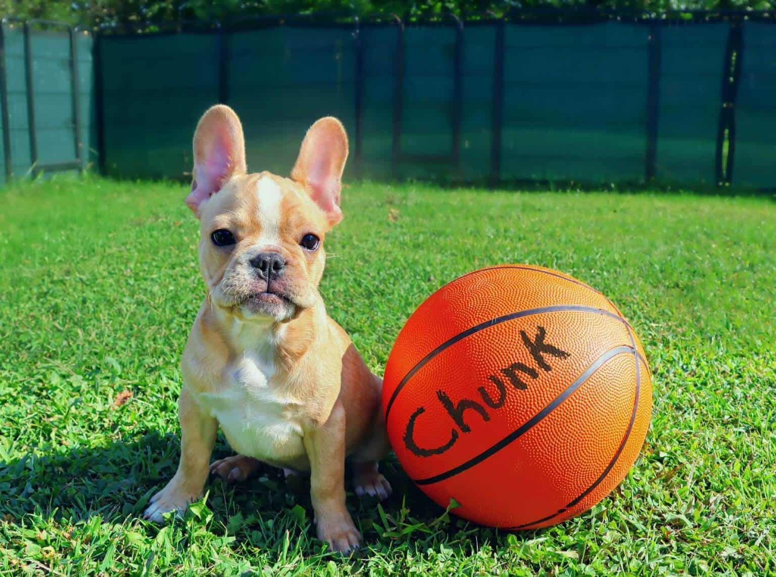 Want Ad Digest - Classified ads Buy or sell Puppies, Cars, and more