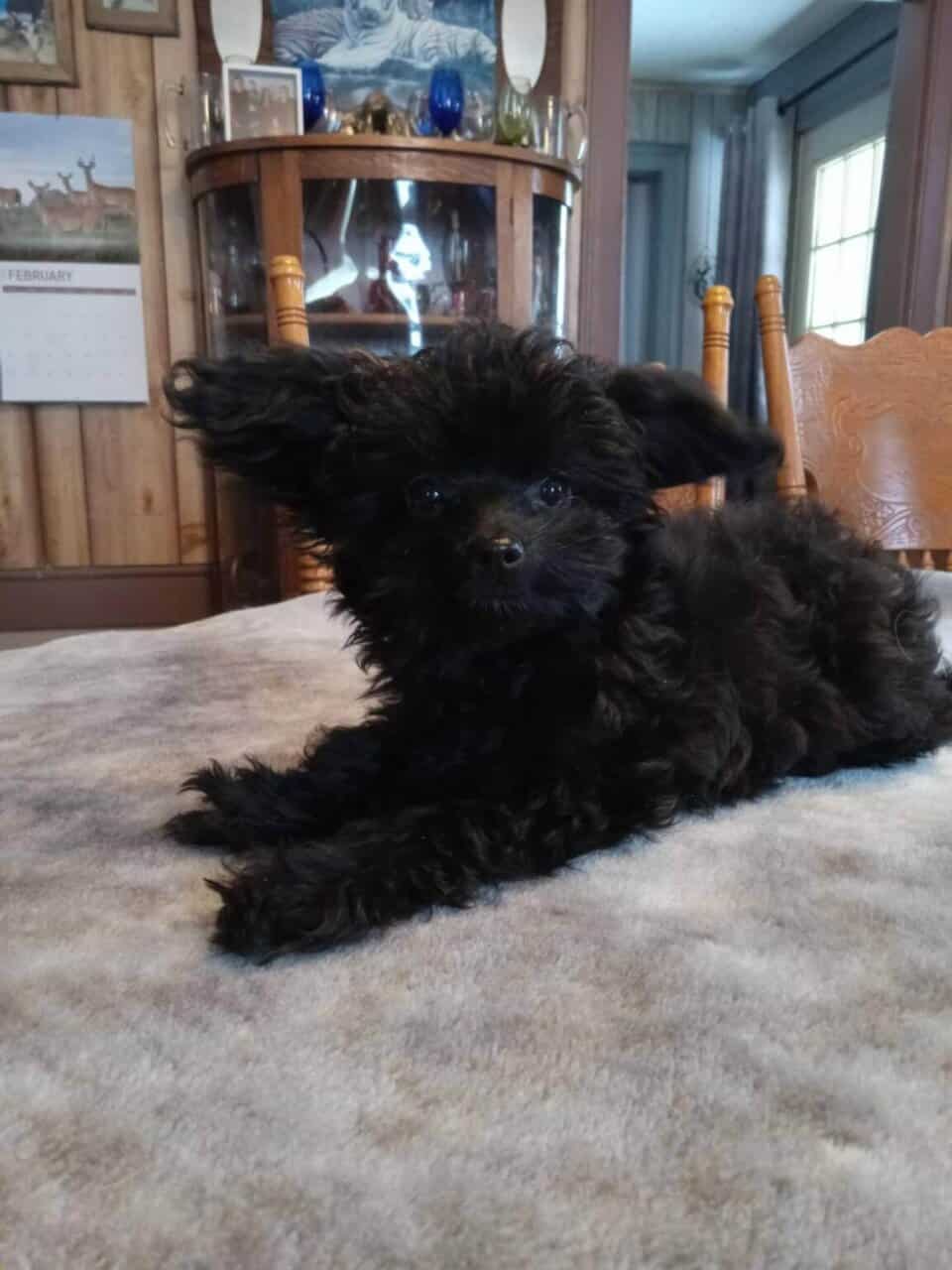 Want Ad Digest - Classified ads Buy or sell Puppies, Cars, and more