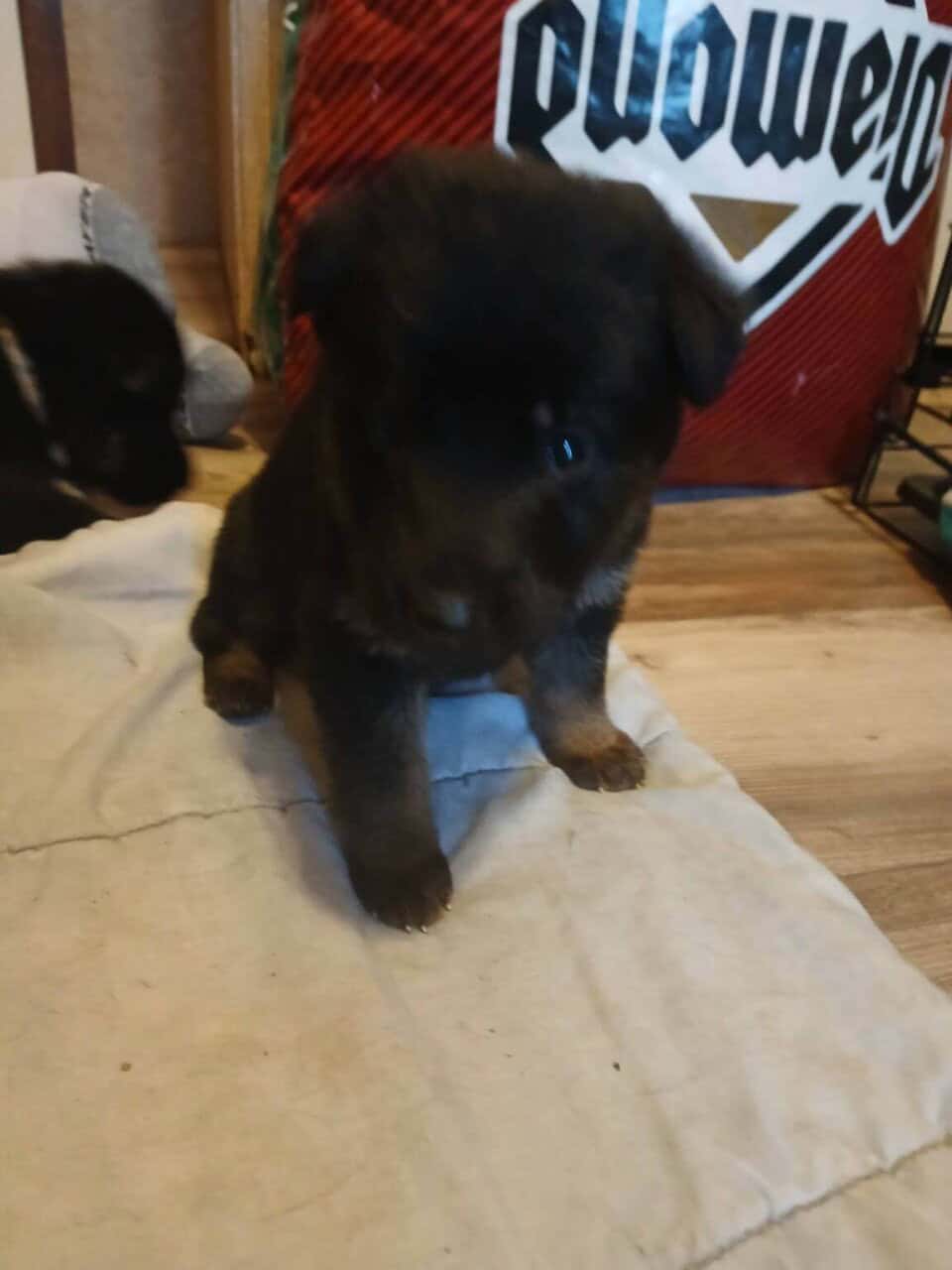 Want Ad Digest - Classified ads Buy or sell Puppies, Cars, and more