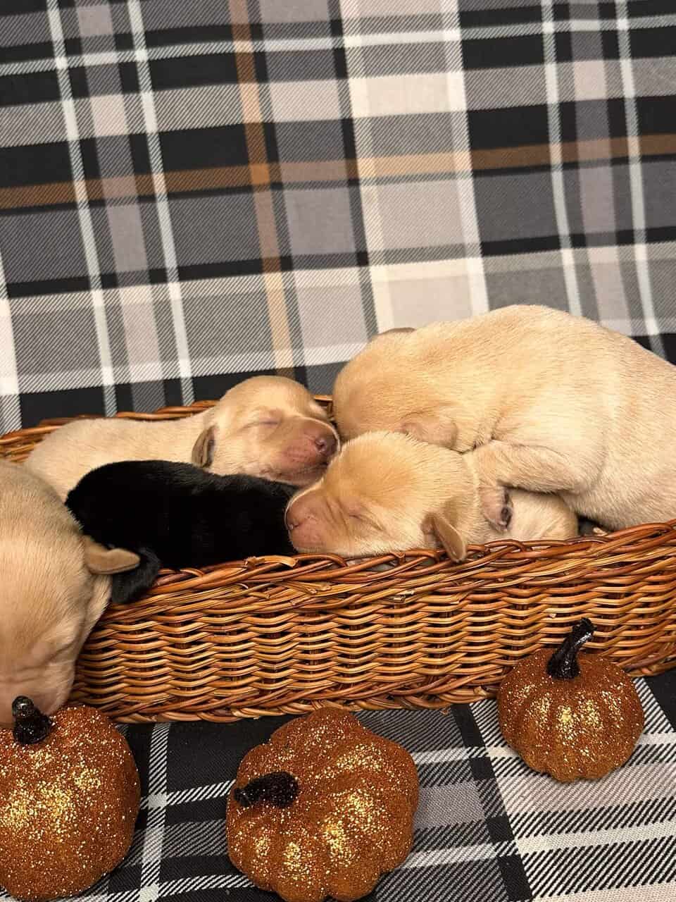 Want Ad Digest - Classified ads Buy or sell Puppies, Cars, and more