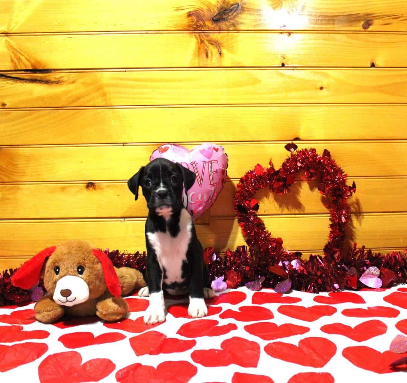 Want Ad Digest - Classified ads Buy or sell Puppies, Cars, and more