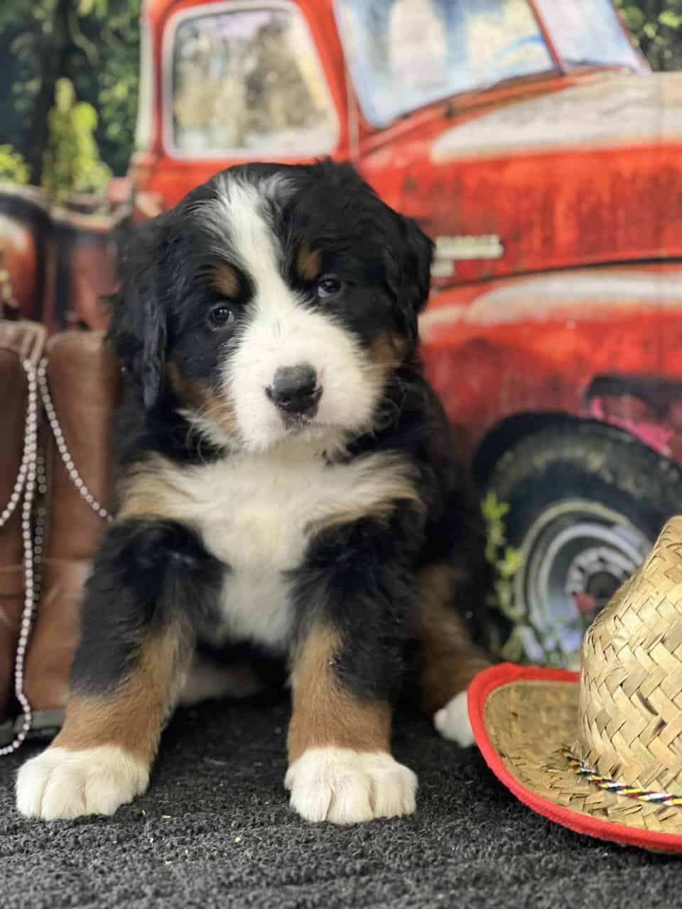 Your New Best Friend Awaits: Puppies for Sale